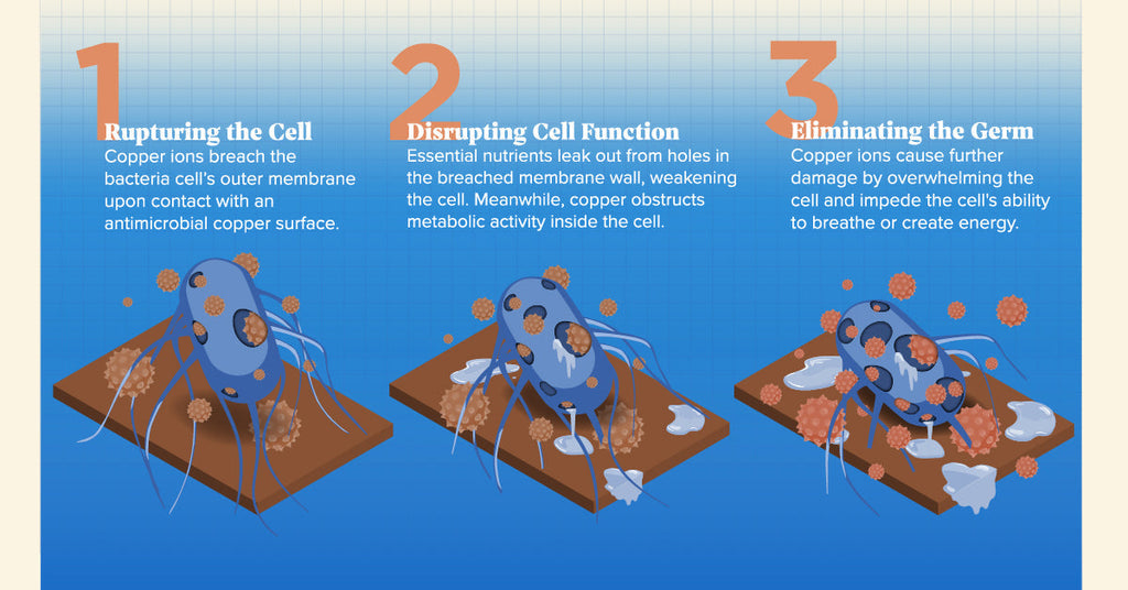 Protect Your Brain—Stop Germs Before They Start! | StayWell Copper